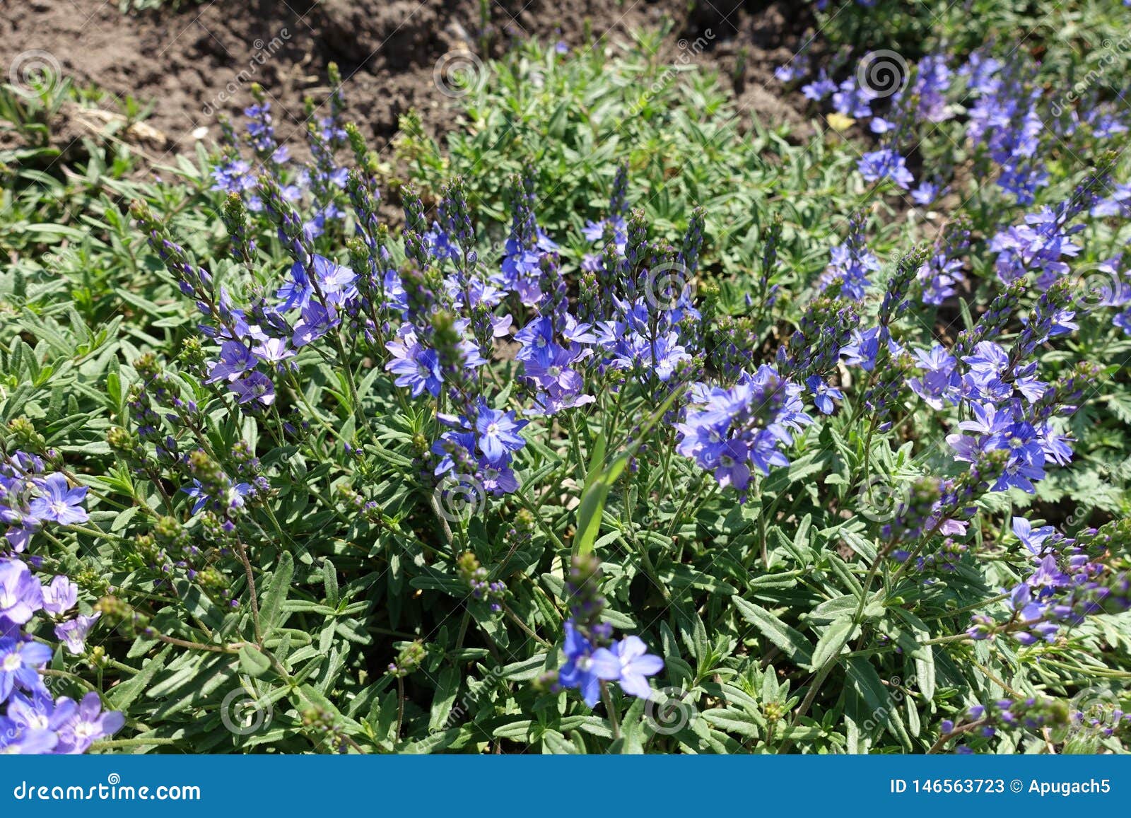 Ivy-leaved Speedwell, Veronica Hederifolia In Forest Stock Photography ...