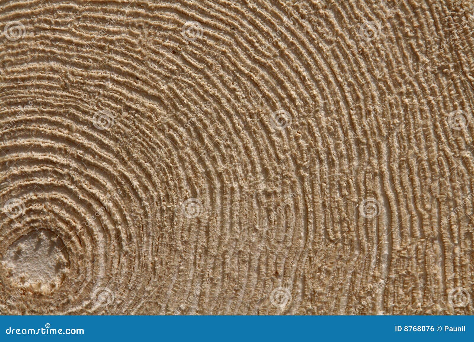 Saw log cut texture stock photo. Image of natural, slice - 8768076