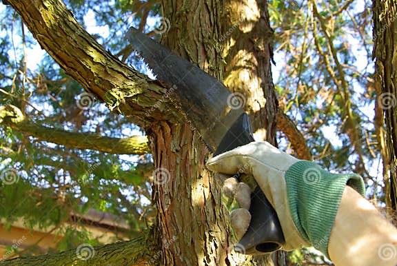 Saw off the branch stock photo. Image of work, twig, branch - 7801244