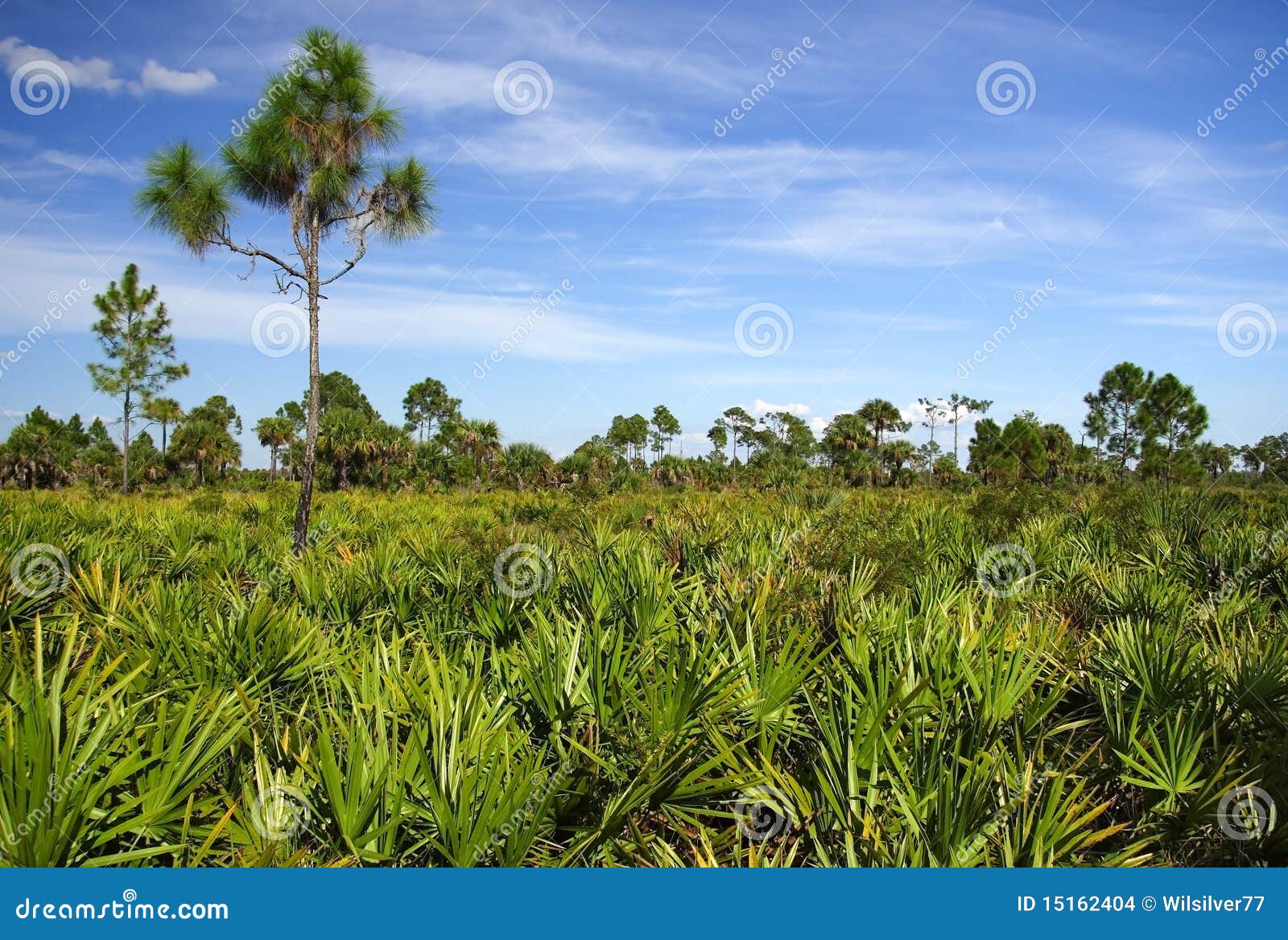 Saw Palmetto stock photo. Image of swamp, green, landscape - 15162404