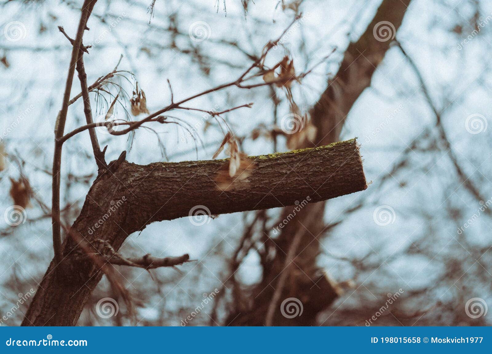 Saw sawed-off tree branch stock photo. Image of canopy - 198015658