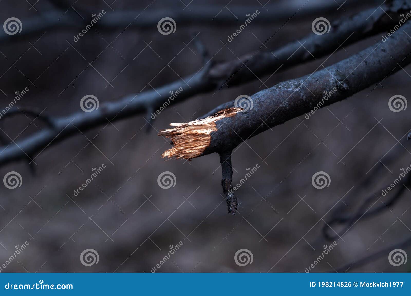 Saw sawed-off tree branch stock photo. Image of canopy - 198214826