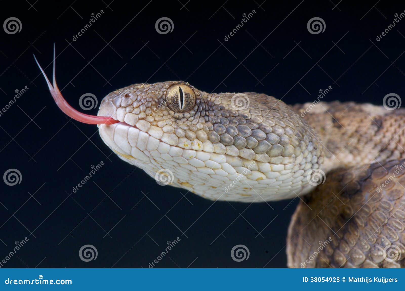 Saw-scaled Viper / Echis Omanensis Stock Photo - Image of emirates ...
