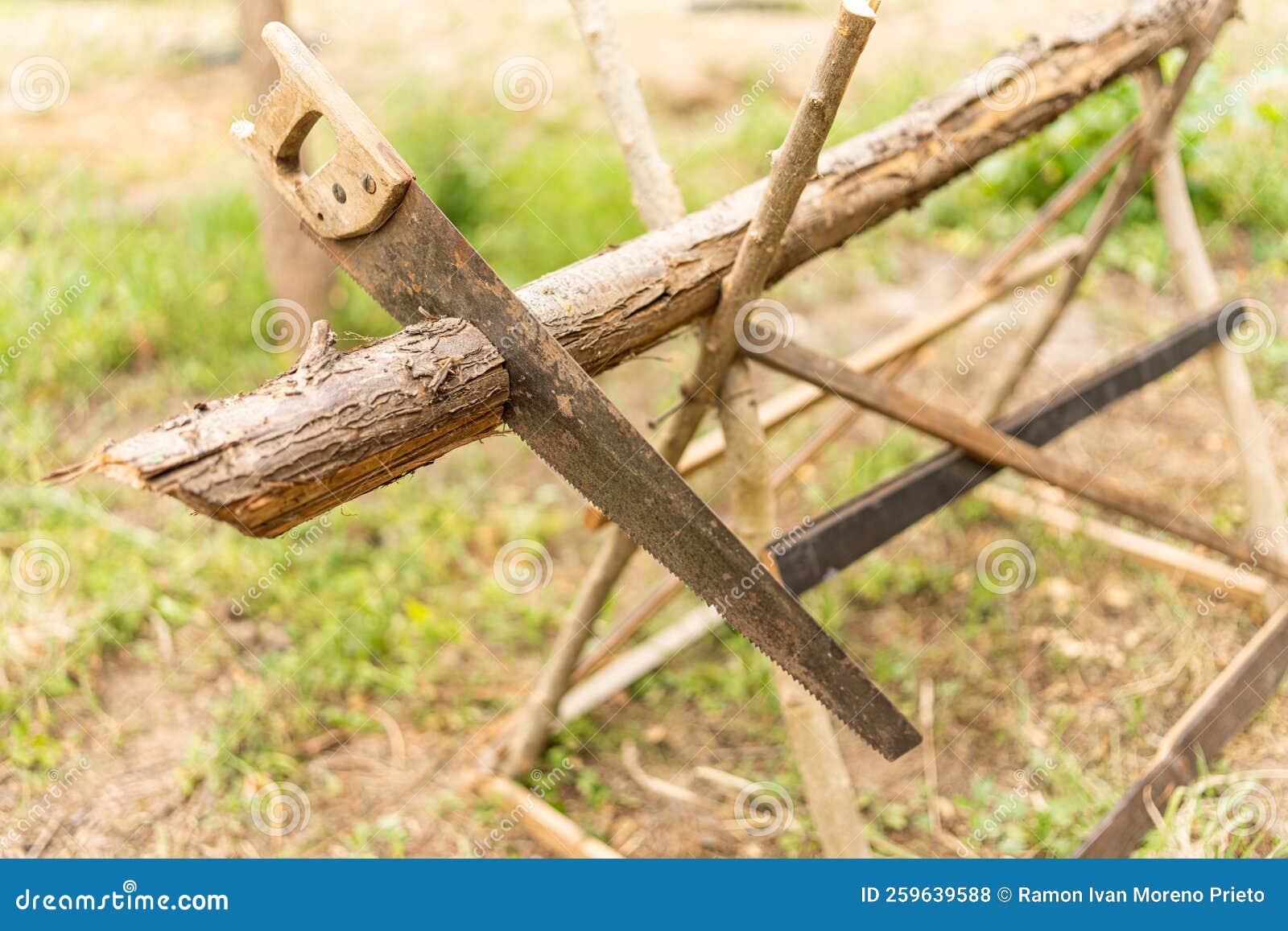 Saw on a Small Log To Cut Outdoors Stock Photo - Image of land, handsaw ...