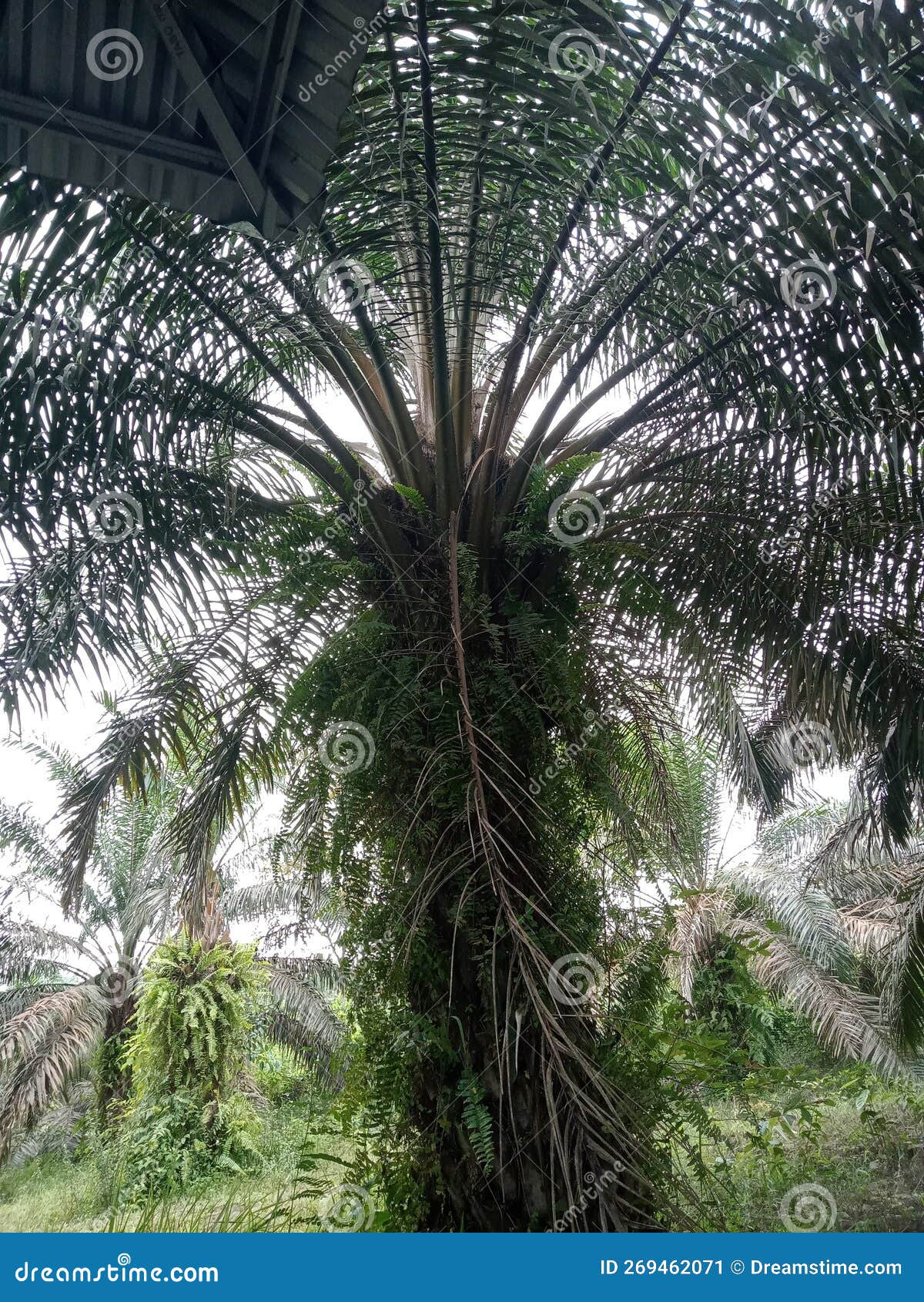 Saw tree Shady Green stock image. Image of shady, green - 269462071