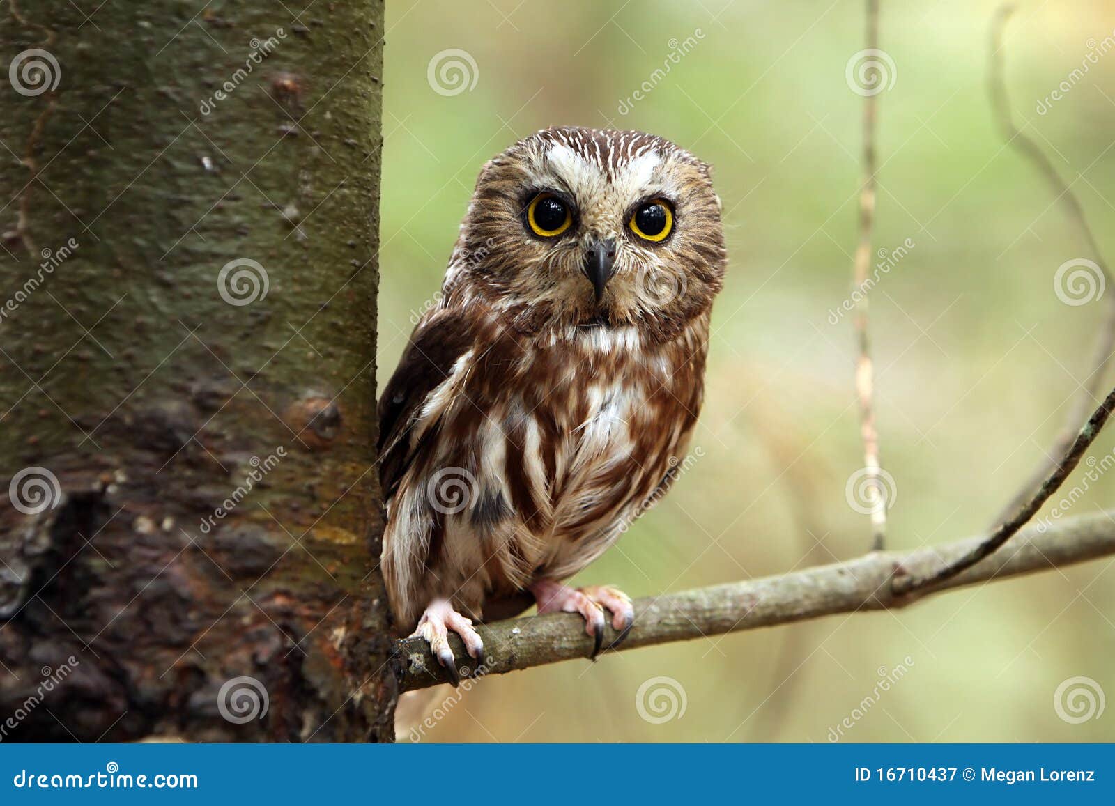 Saw-Whet Owl stock image. Image of wild, avian, yellow - 16710437