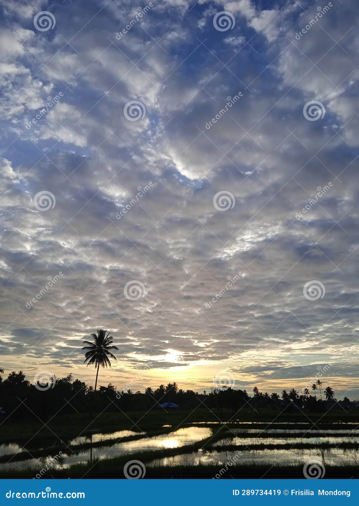 Sawa in Indonesia stock image. Image of tree, edge, sunset - 289734419