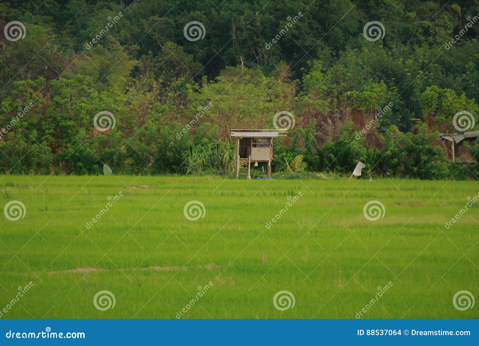 Sawa Rice in Kota Marudu Sabah Stock Photo - Image of flower, fern ...