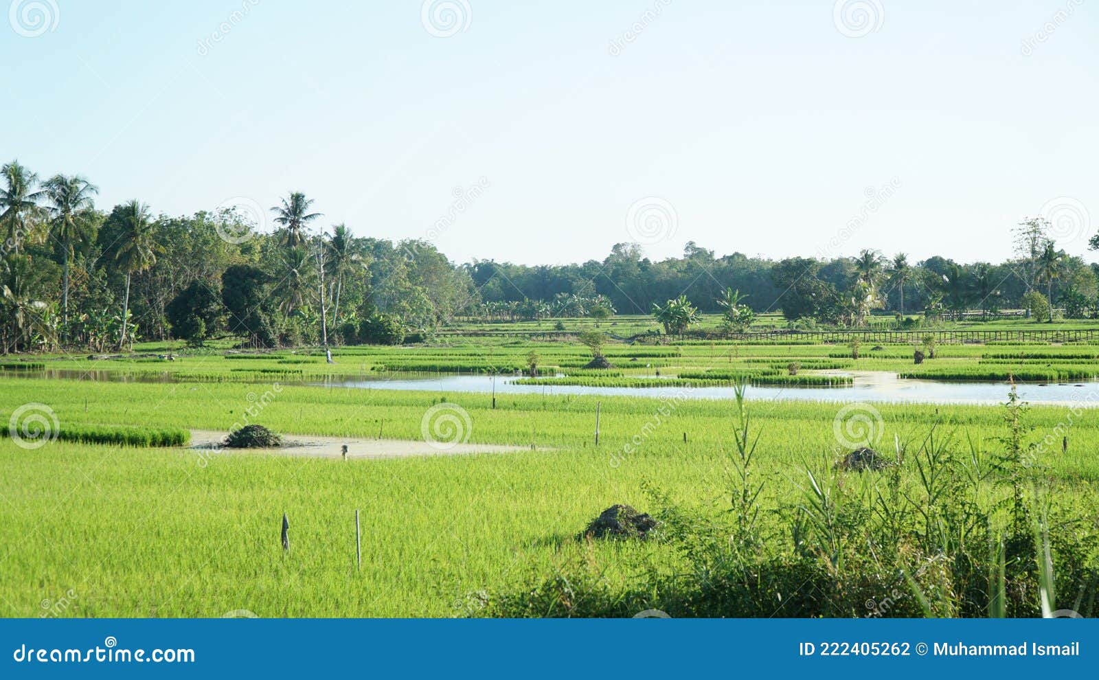 Sawah hijau landscape stock photo. Image of land, wetland - 222405262