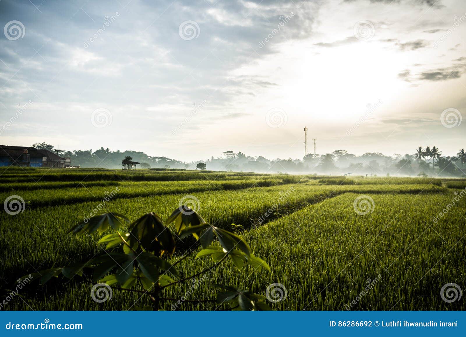 Sawah Indonesia foto de archivo. Imagen de campo, mascotas - 86286692