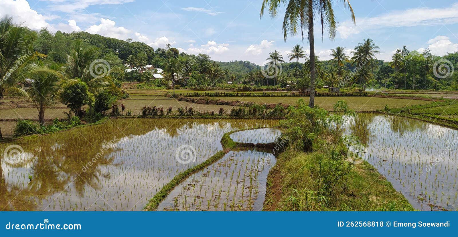 Sawah, Indonesian Rice Field Stock Photo - Image of field, sawah: 262568818