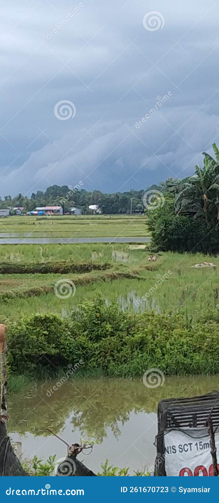 Sawah Langit mendung editorial stock photo. Image of sawah - 261670723