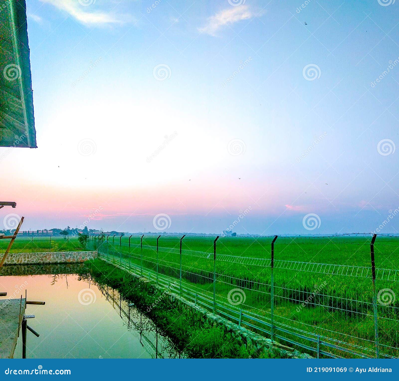 Sawah stock image. Image of sunlight, sawah, grass, grassland - 219091069