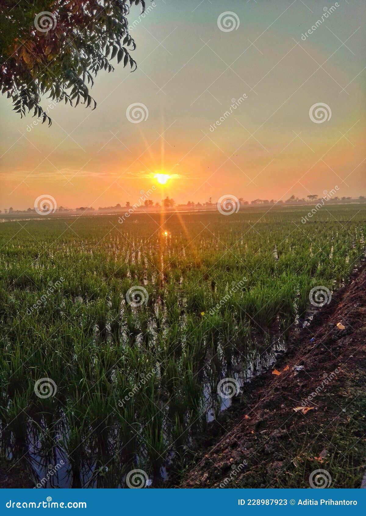 Sawah Sunrise Farm Morning Glory Stock Image - Image of farm, sunrise ...