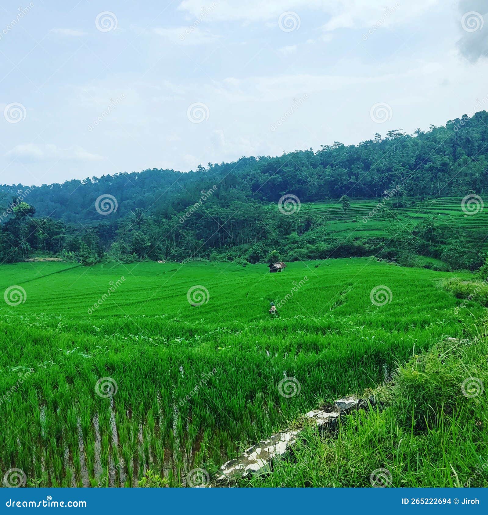 Sawah yang subur stock photo. Image of vegetation, meadow - 265222694