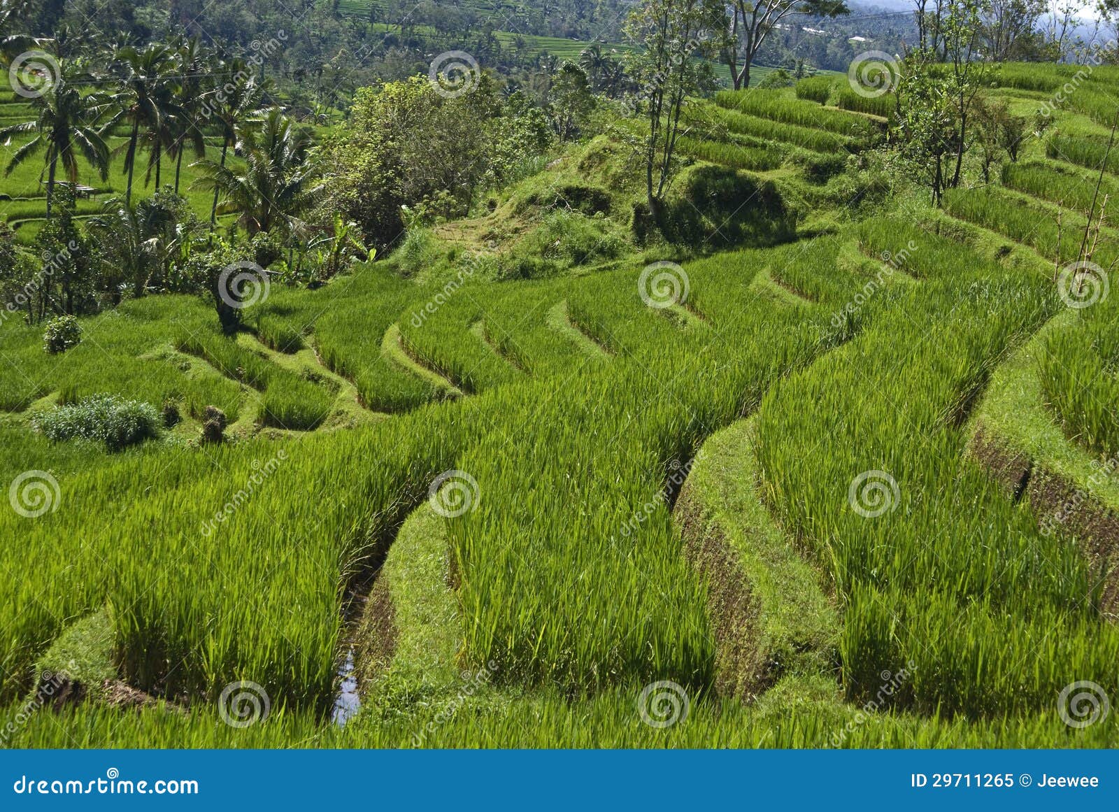 Sawa - Green Rice Fields - in Bali - Indonesia Stock Image - Image of ...