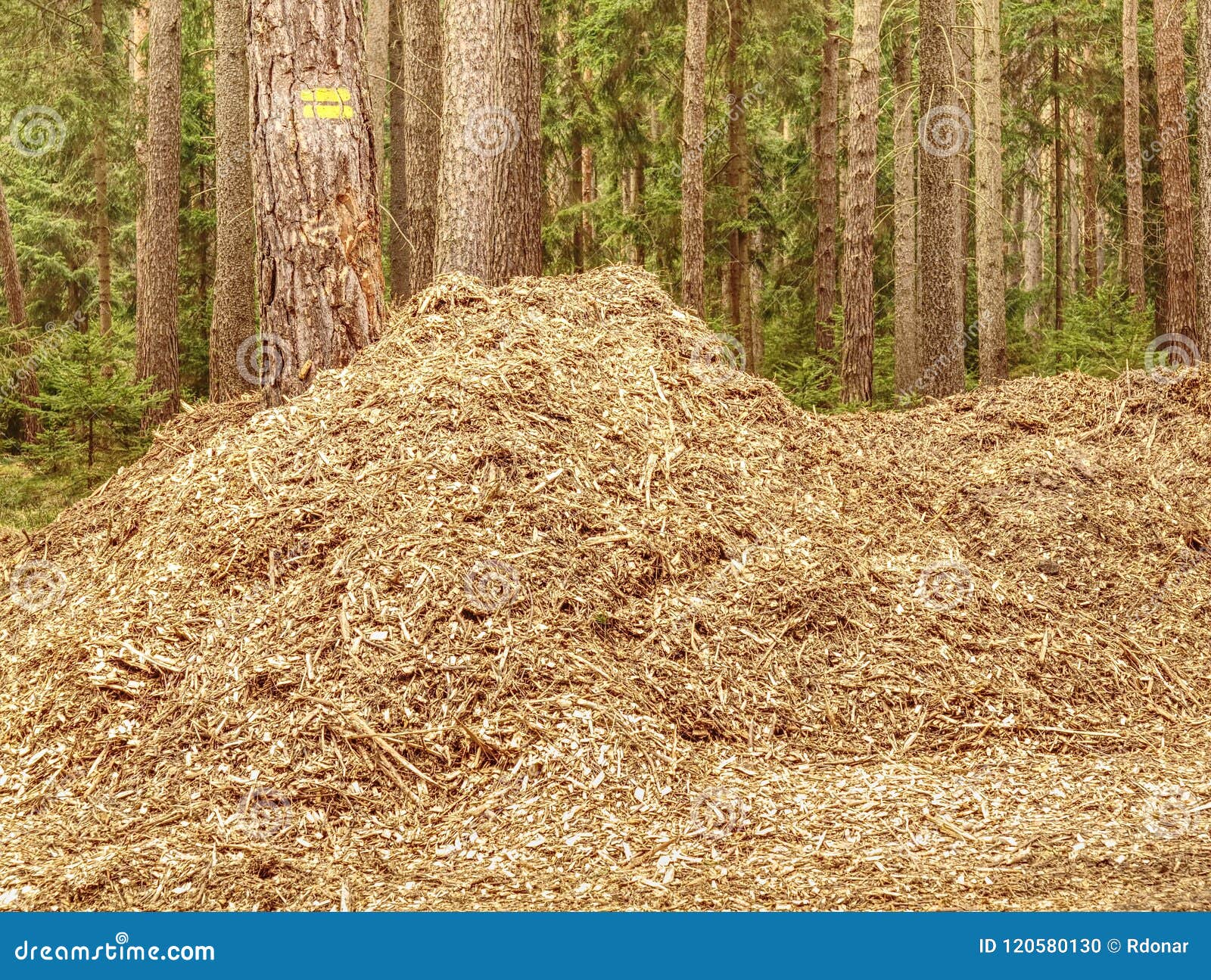 Sawdust Detailed Fragment. Natural Raw Material in Forest Stock Photo ...