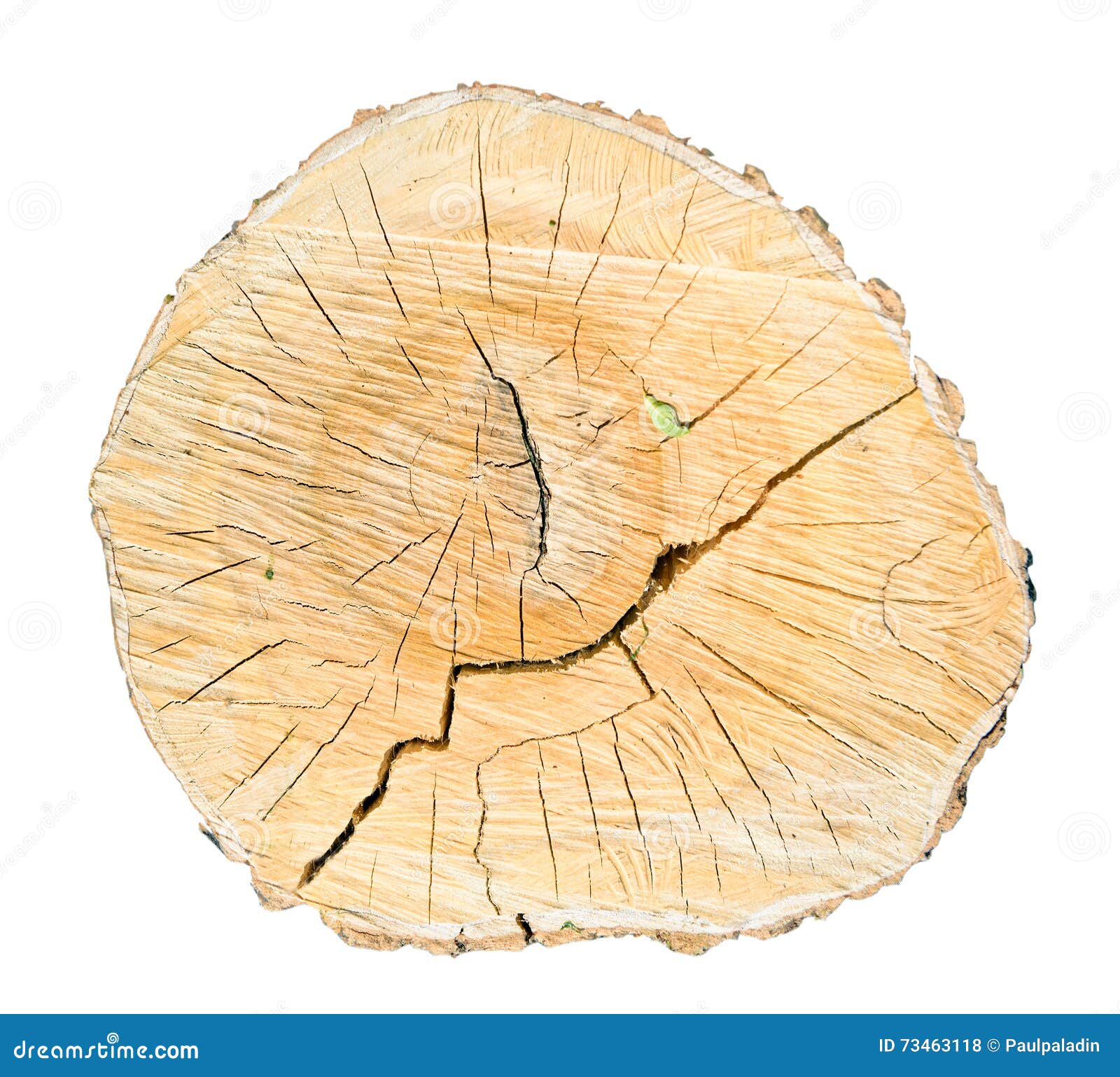 Sawed Birch Tree Cut Isolated Stock Photo - Image of ring, texture ...