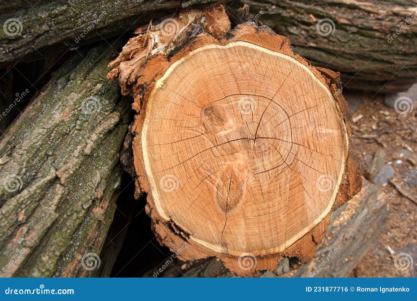 Sawed Down the Acacia Tree with Annual Circles, Harvesting Firewood ...