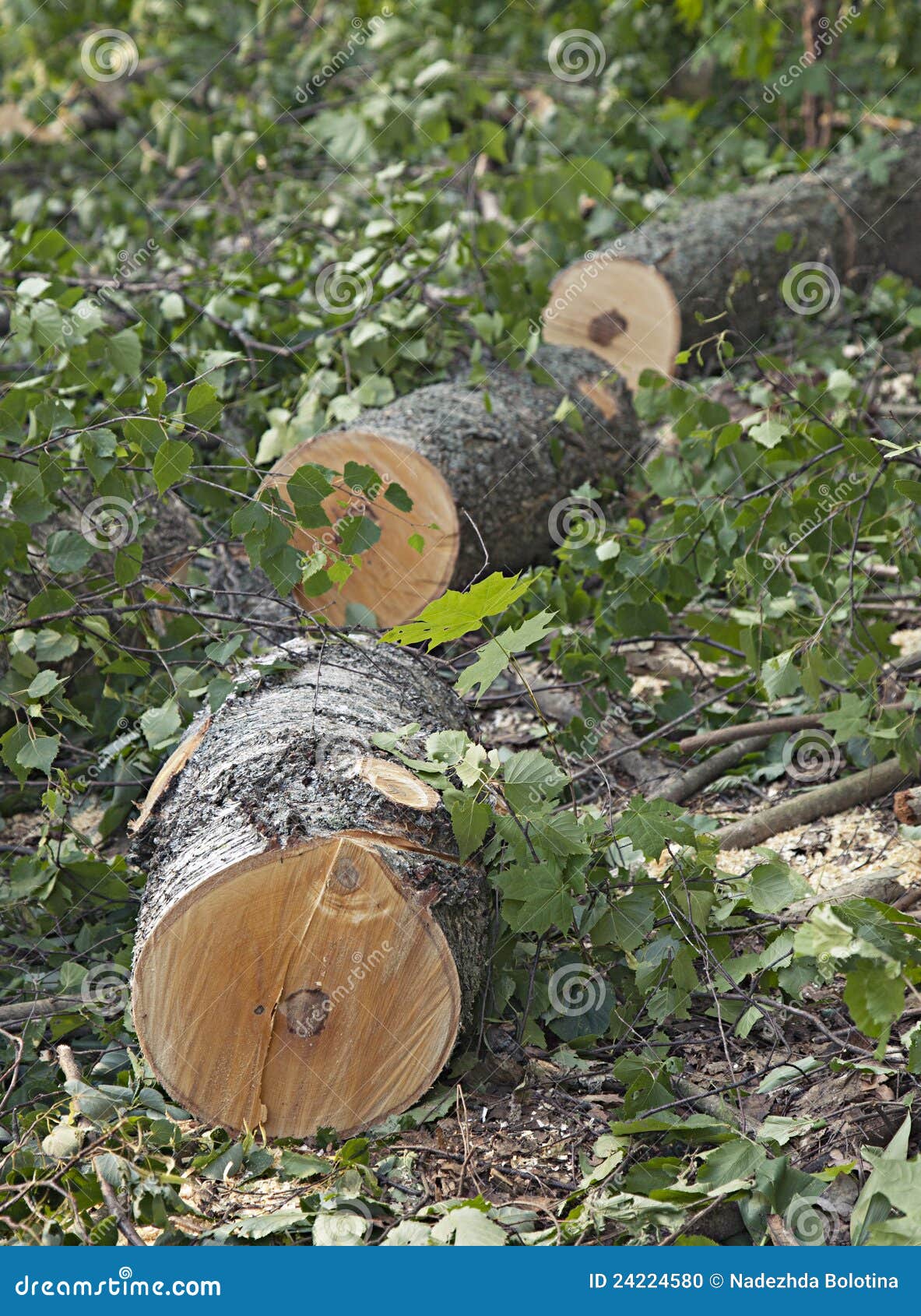 Sawed down tree stock photo. Image of tree, industry - 24224580