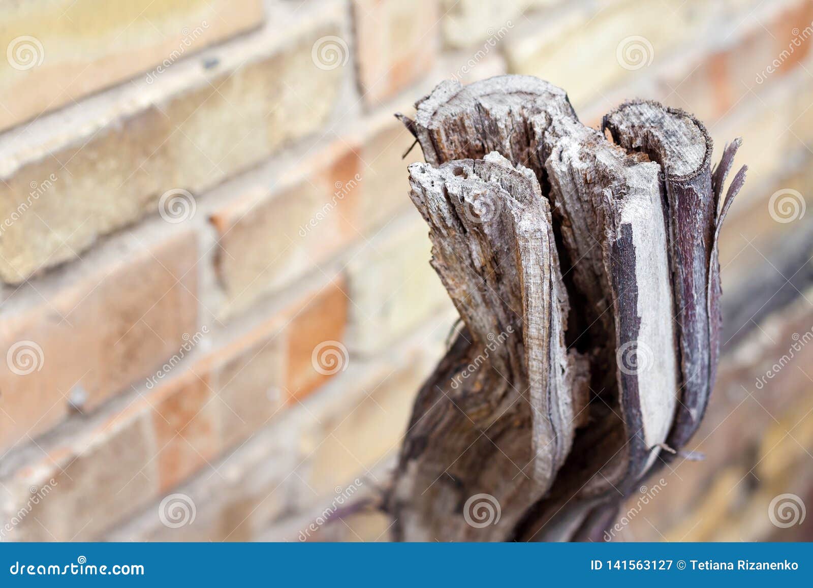 Sawed Dried Grapevine on Brick Wall Background Stock Image - Image of ...