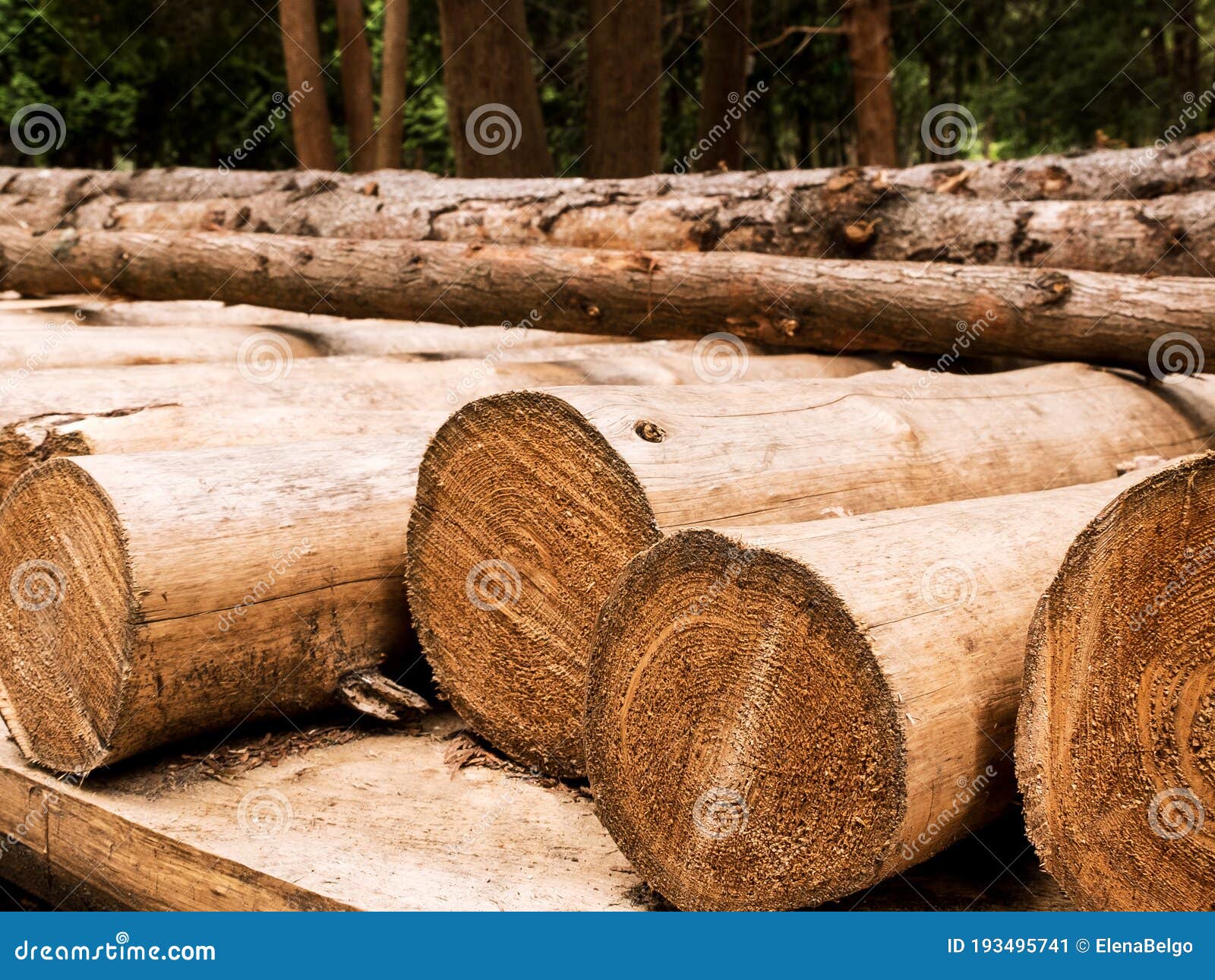 Sawed Logs Stacked in the Forest Stock Image - Image of brown ...