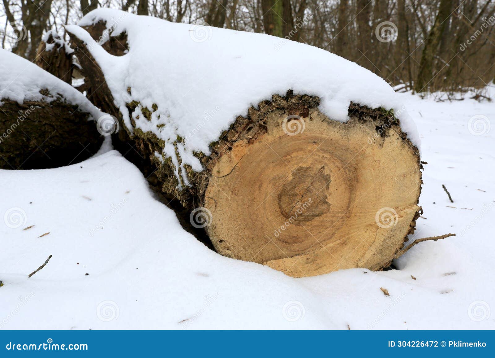 Sawed Oak Tree Log Under Snow Stock Photo - Image of tree, environment ...