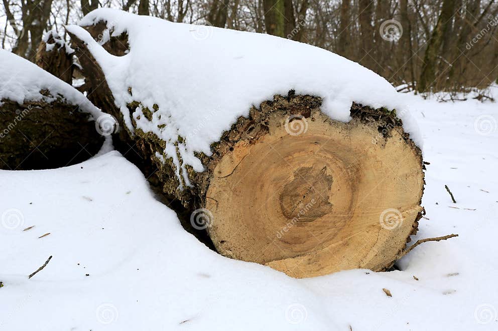 Sawed Oak Tree Log Under Snow Stock Photo - Image of tree, environment ...