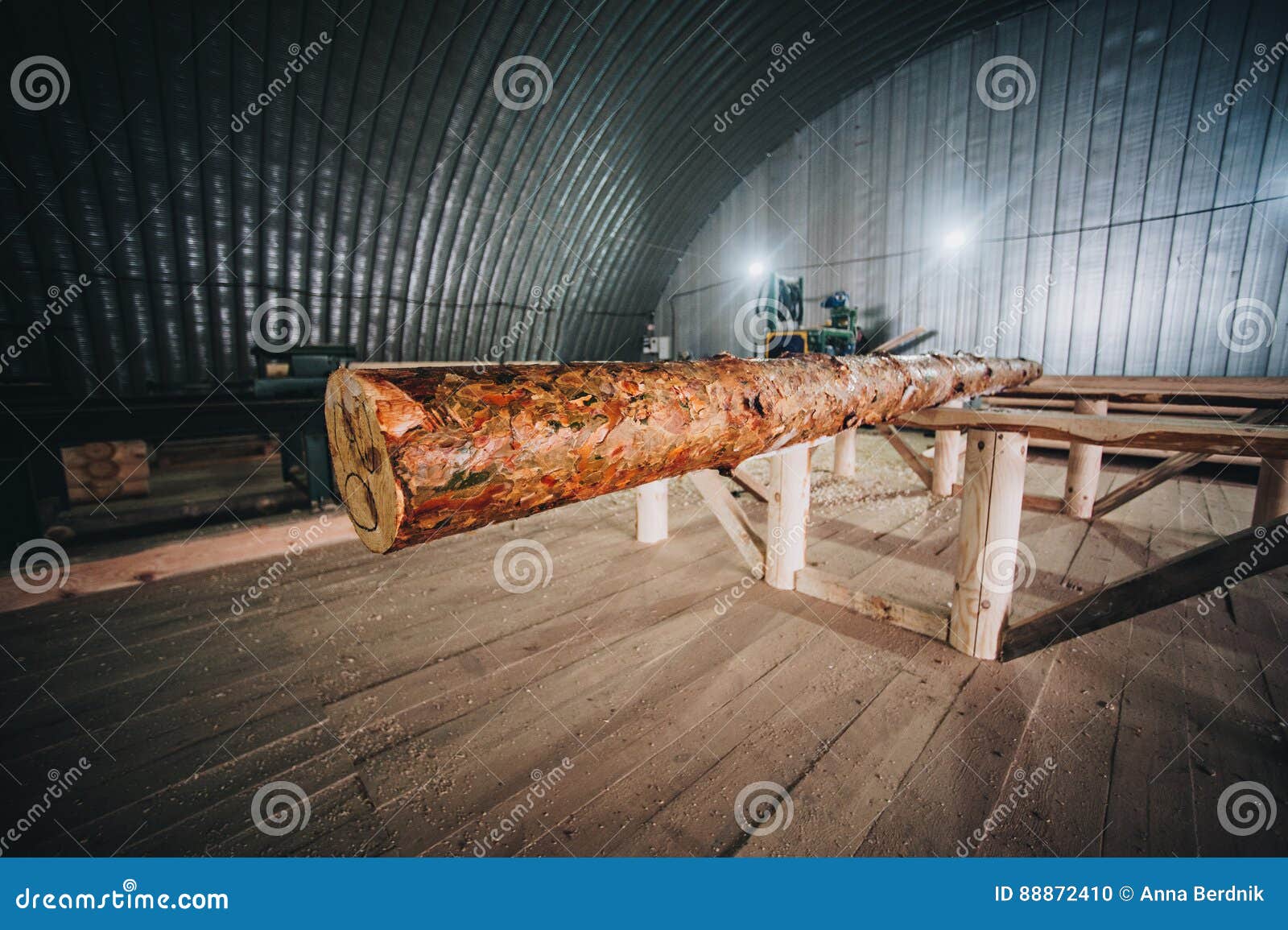 Sawed Oak Tree Trunk. Cross Section of the Timber Stock Photo - Image ...