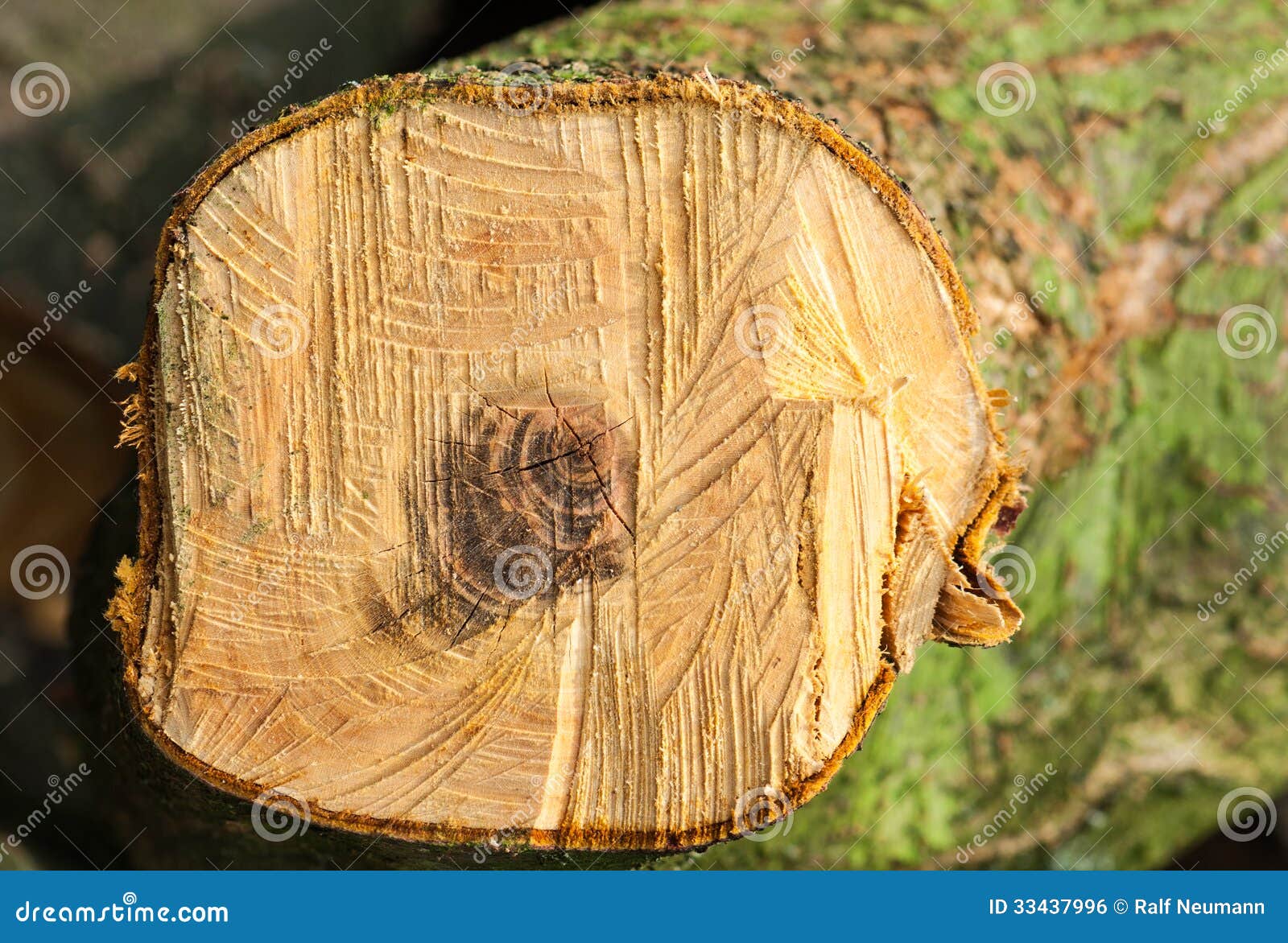 Sawed-off tree branch stock photo. Image of branch, plan - 33437996