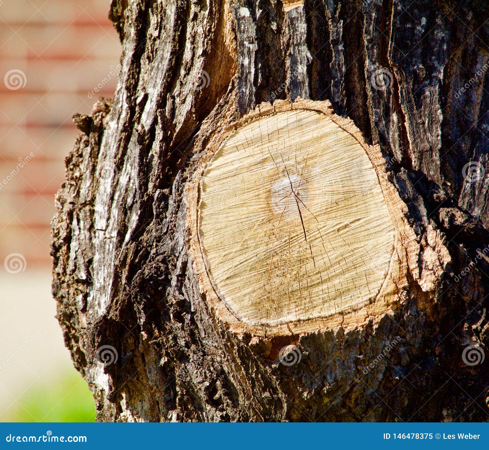 Sawed Off Tree Branch Section Stock Image - Image of outdoors, nature ...