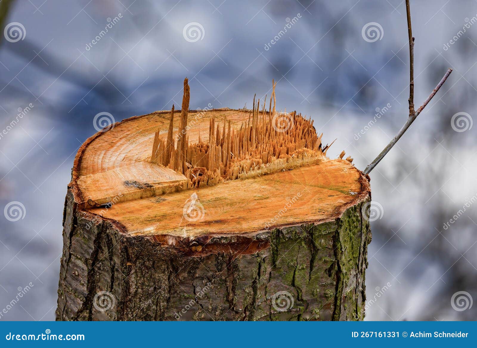 Sawed Off Tree Stump with Splinters Strikingly Exposed and with Great ...