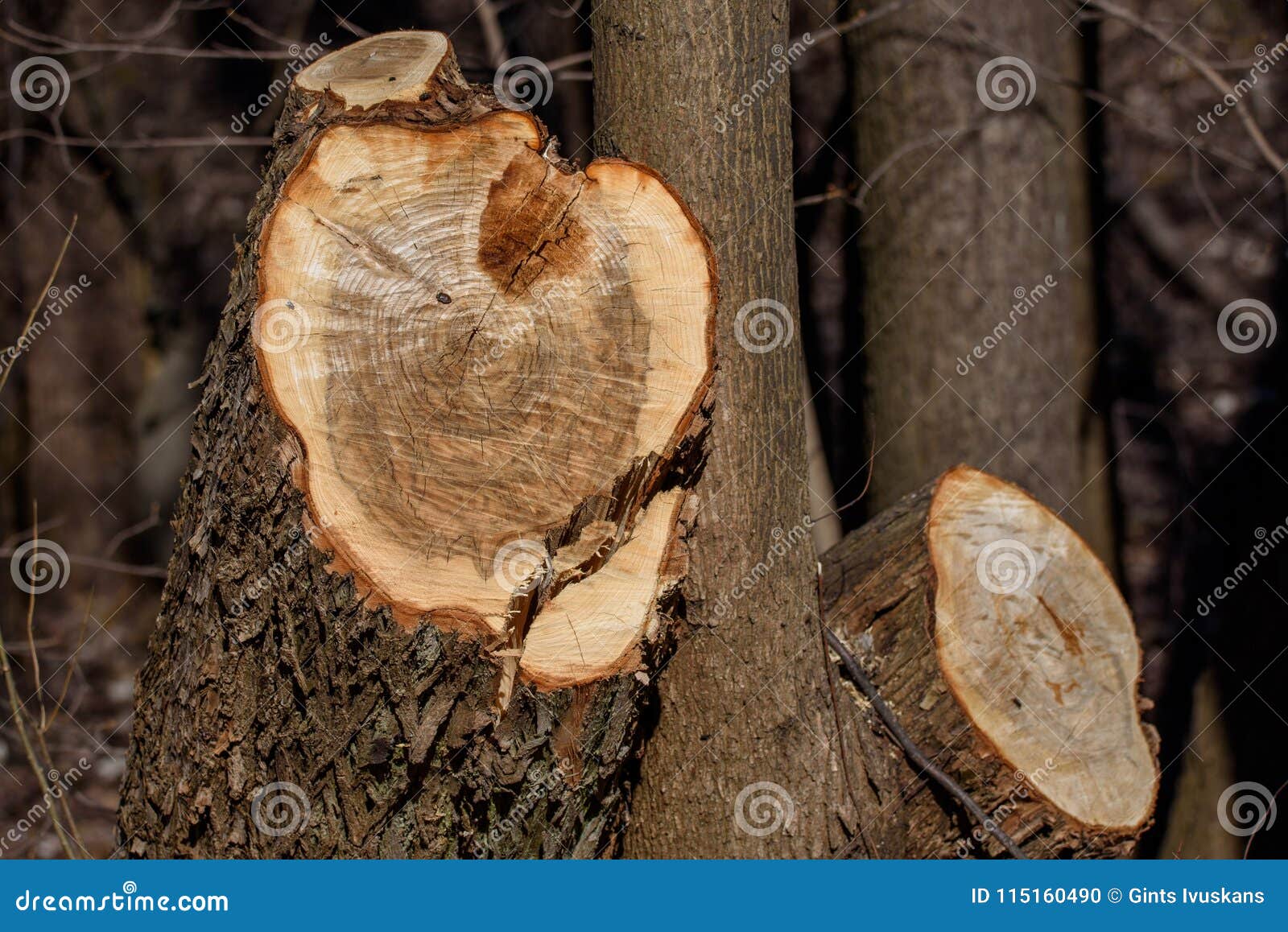 Sawed off tree trunk stock photo. Image of forestry - 115160490