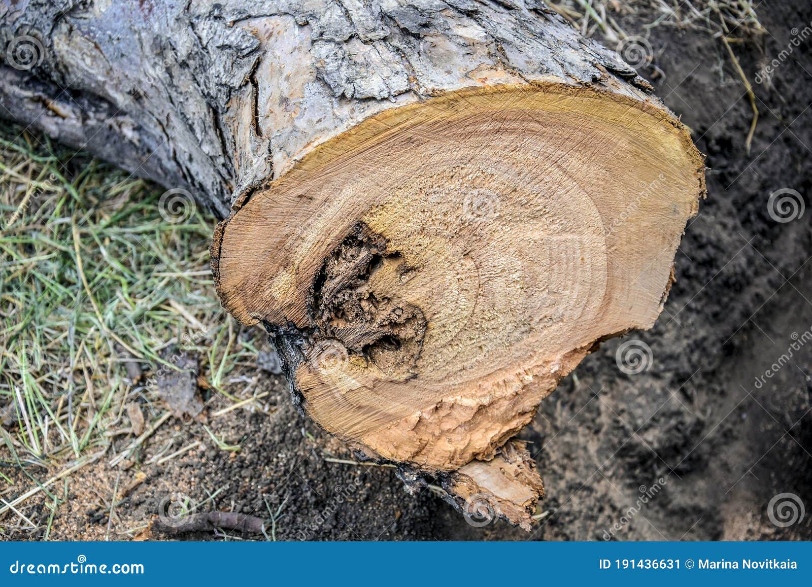 Sawed Off Trunk of a Dried Apple Tree with Traces of the Disease. Cross ...