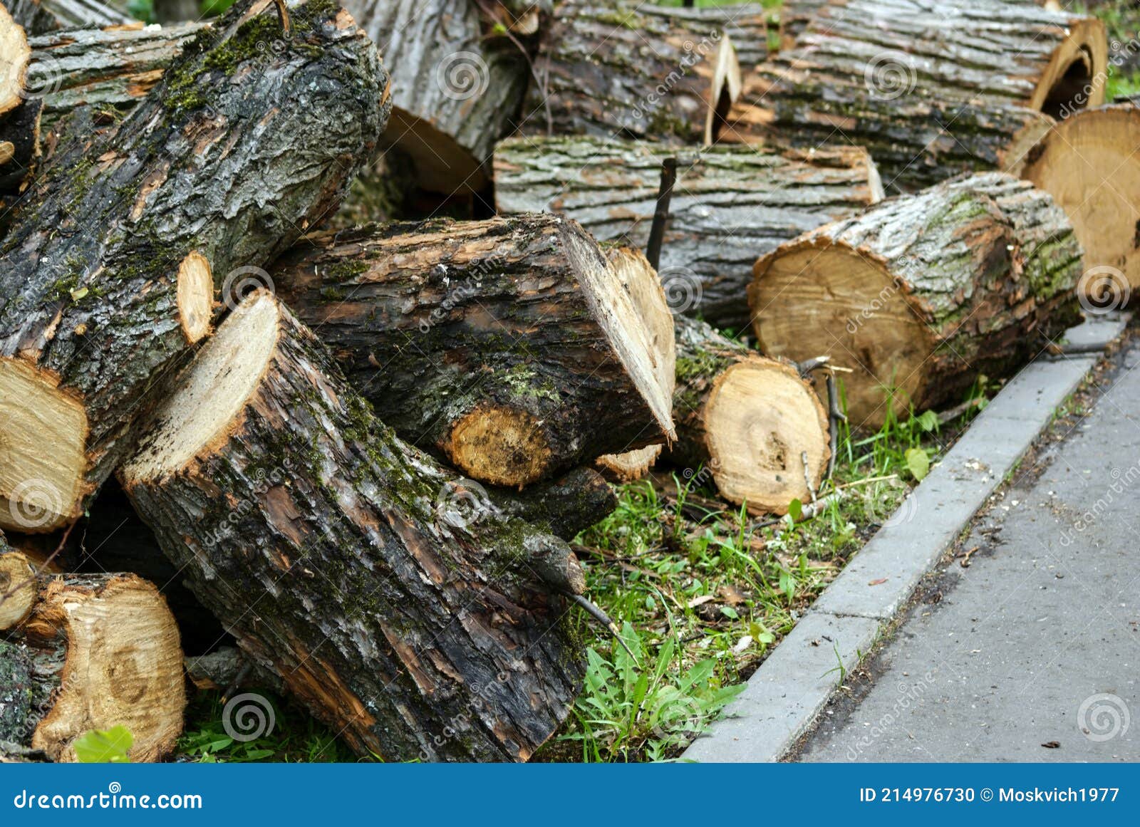 Sawed Old Trees in the Park in Spring Stock Photo - Image of equipment ...