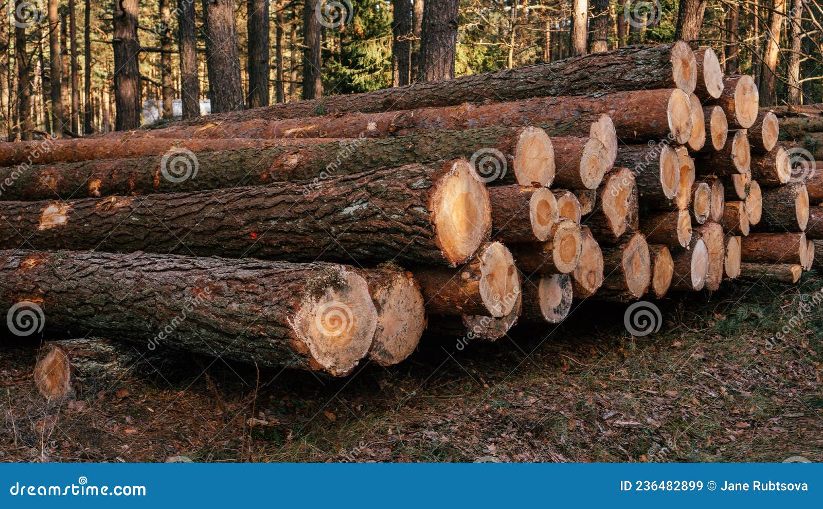 Sawed Pine Trees, Stacked in Stacks Against Background of Forest ...