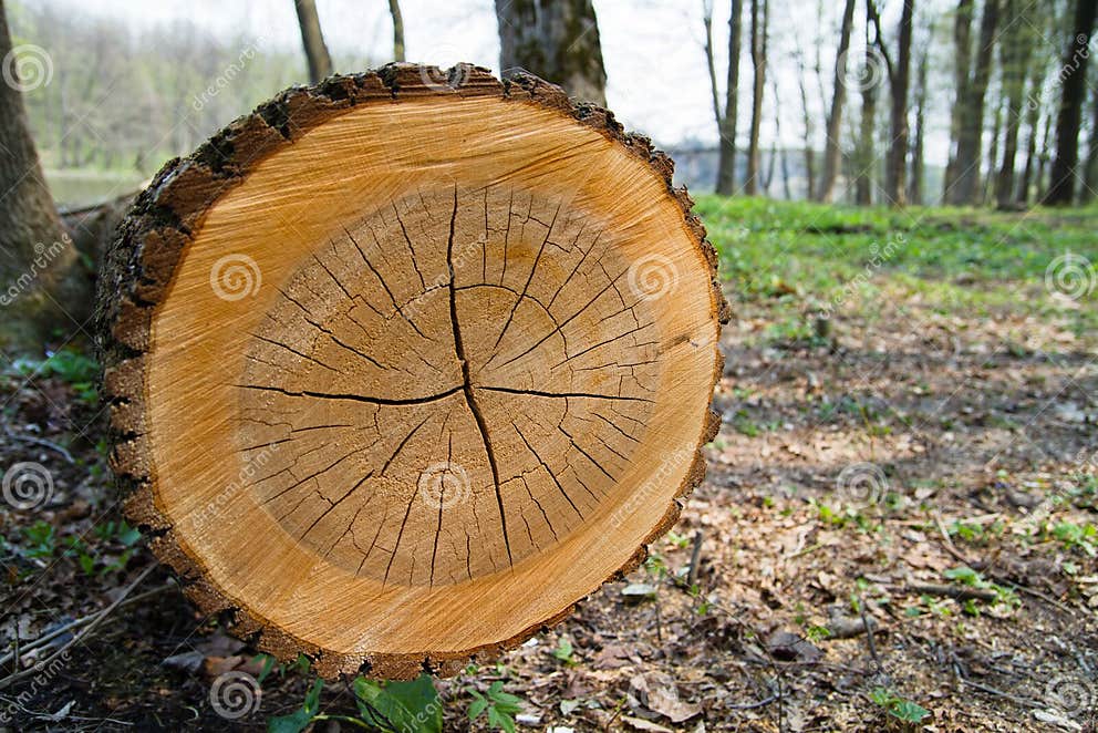 Sawed tree stock photo. Image of detail, sawn, outdoors - 19977506