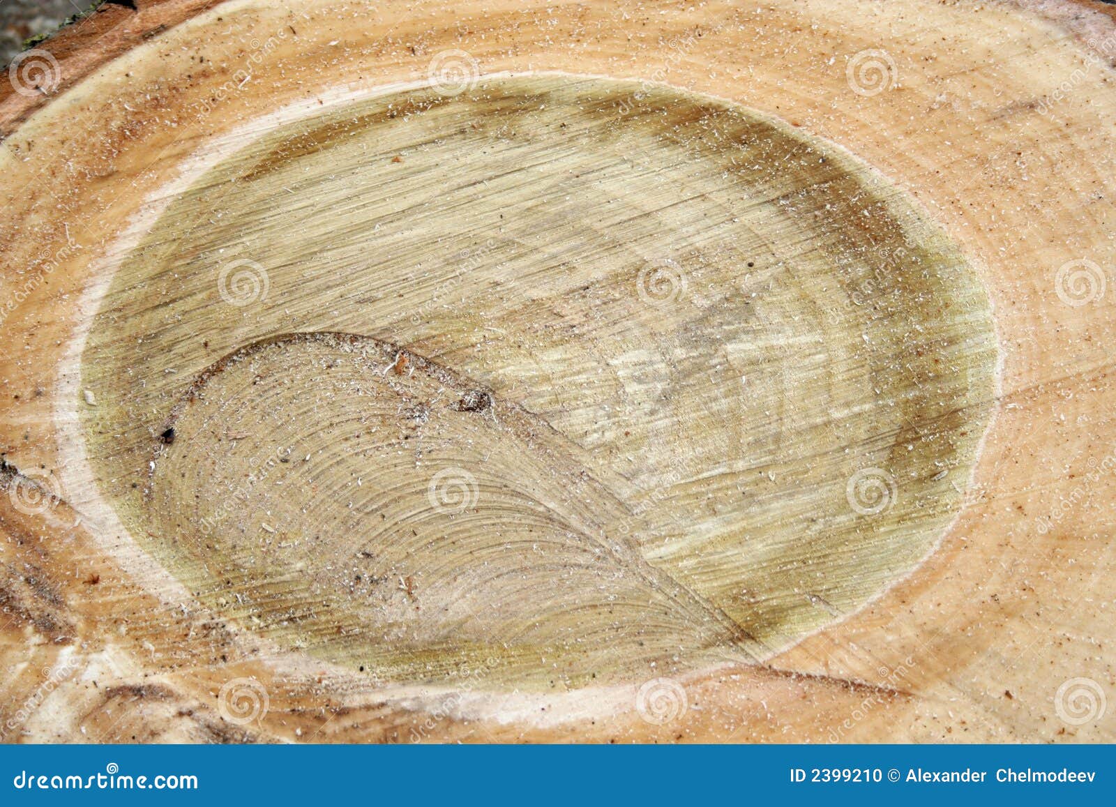 Sawed tree stock photo. Image of sawed, ring, timber, grained - 2399210