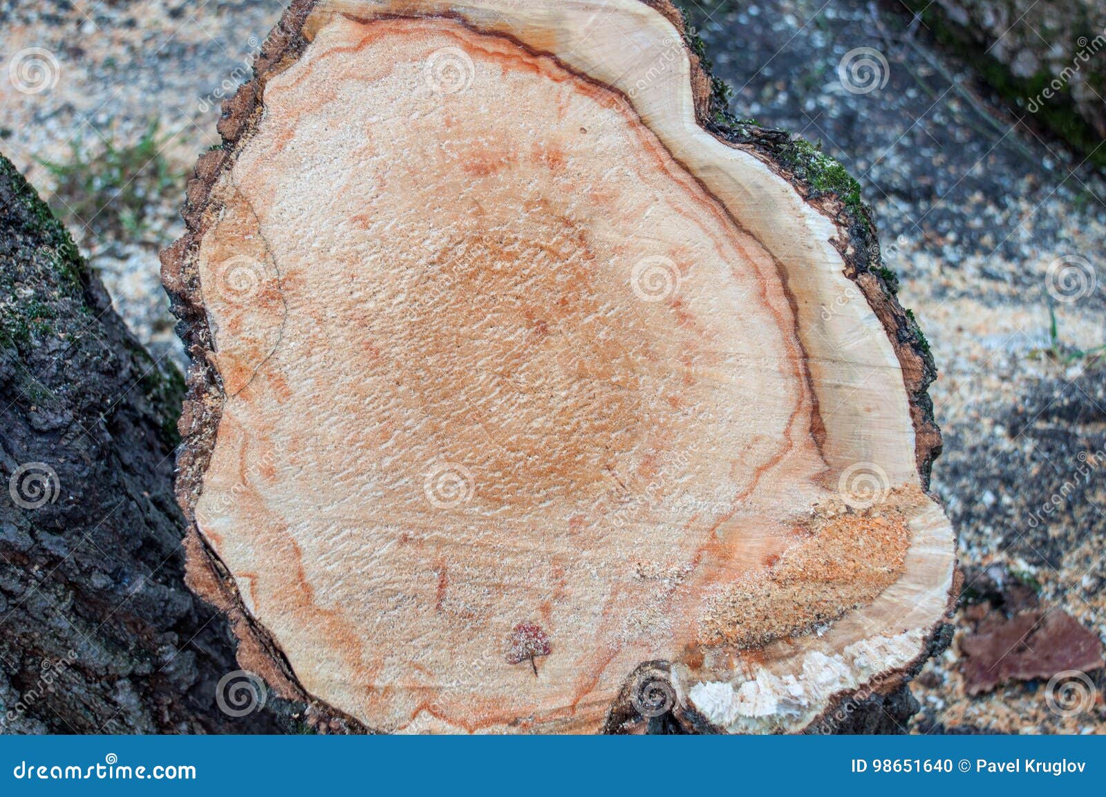 A Sawed Tree with a Rough Bark and Annual Rings Stock Photo - Image of ...