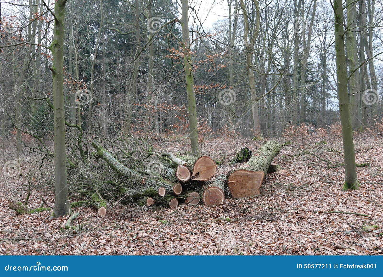 Sawed tree trunk oak wood stock image. Image of cross - 50577211