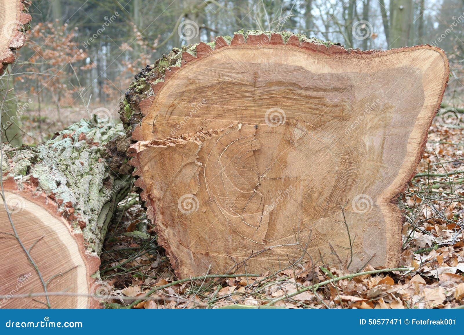 Sawed tree trunk oak wood stock image. Image of biology - 50577471