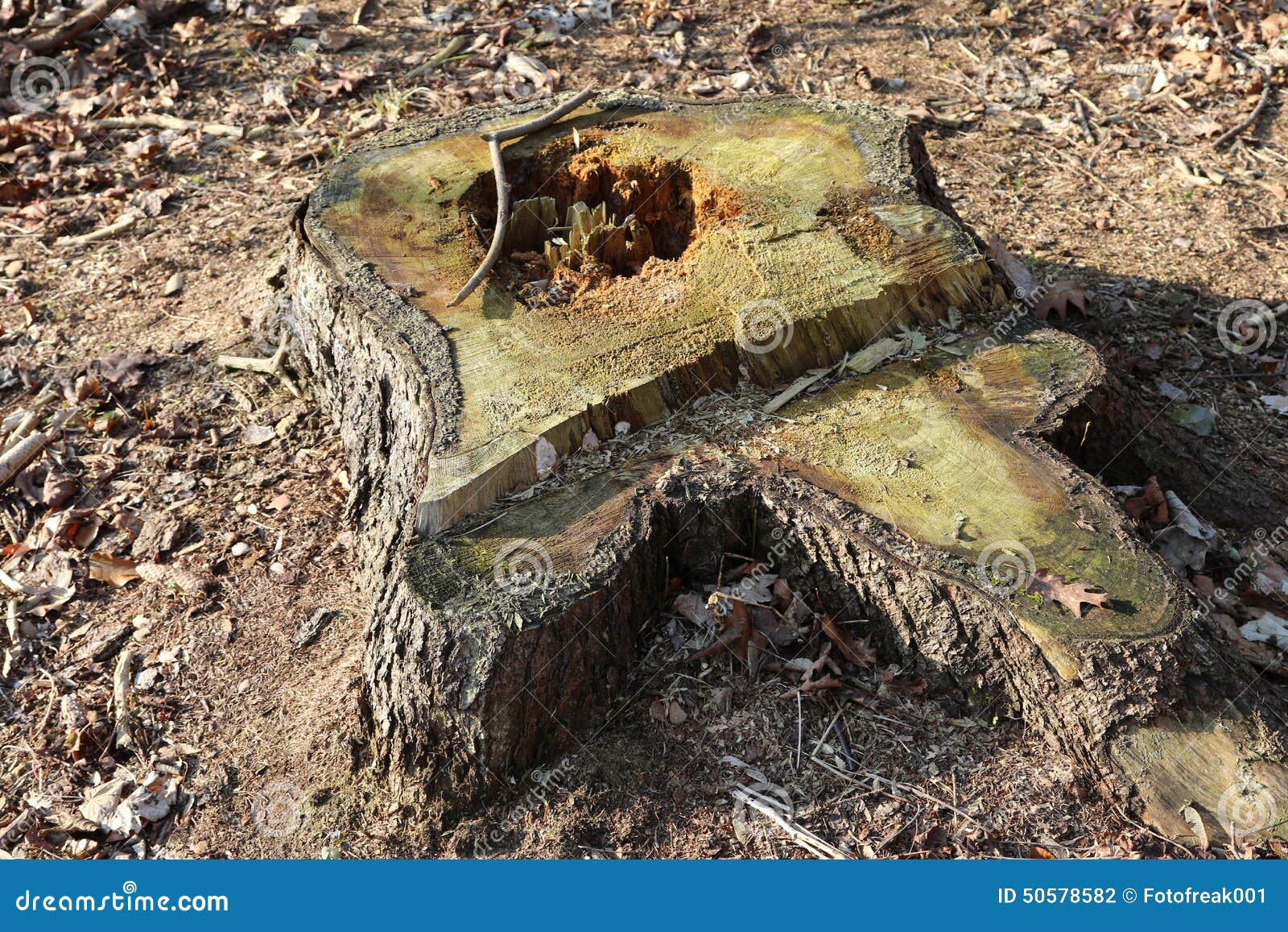 Sawed tree trunk wood stock photo. Image of biology, fell - 50578582