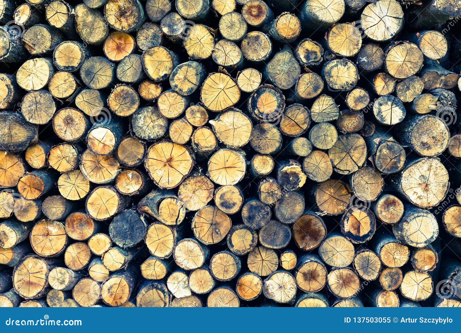 Sawed Tree Trunks and Branches in Different Sizes, Piled Up in Blue ...