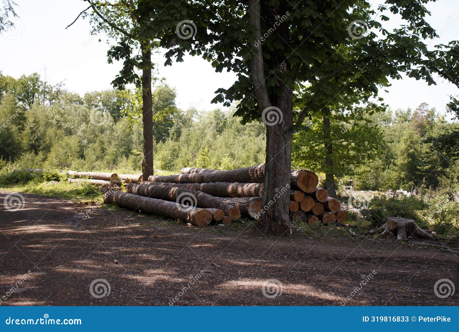 Sawed Tree Trunks Stacked between Trees in the Forest Stock Image ...