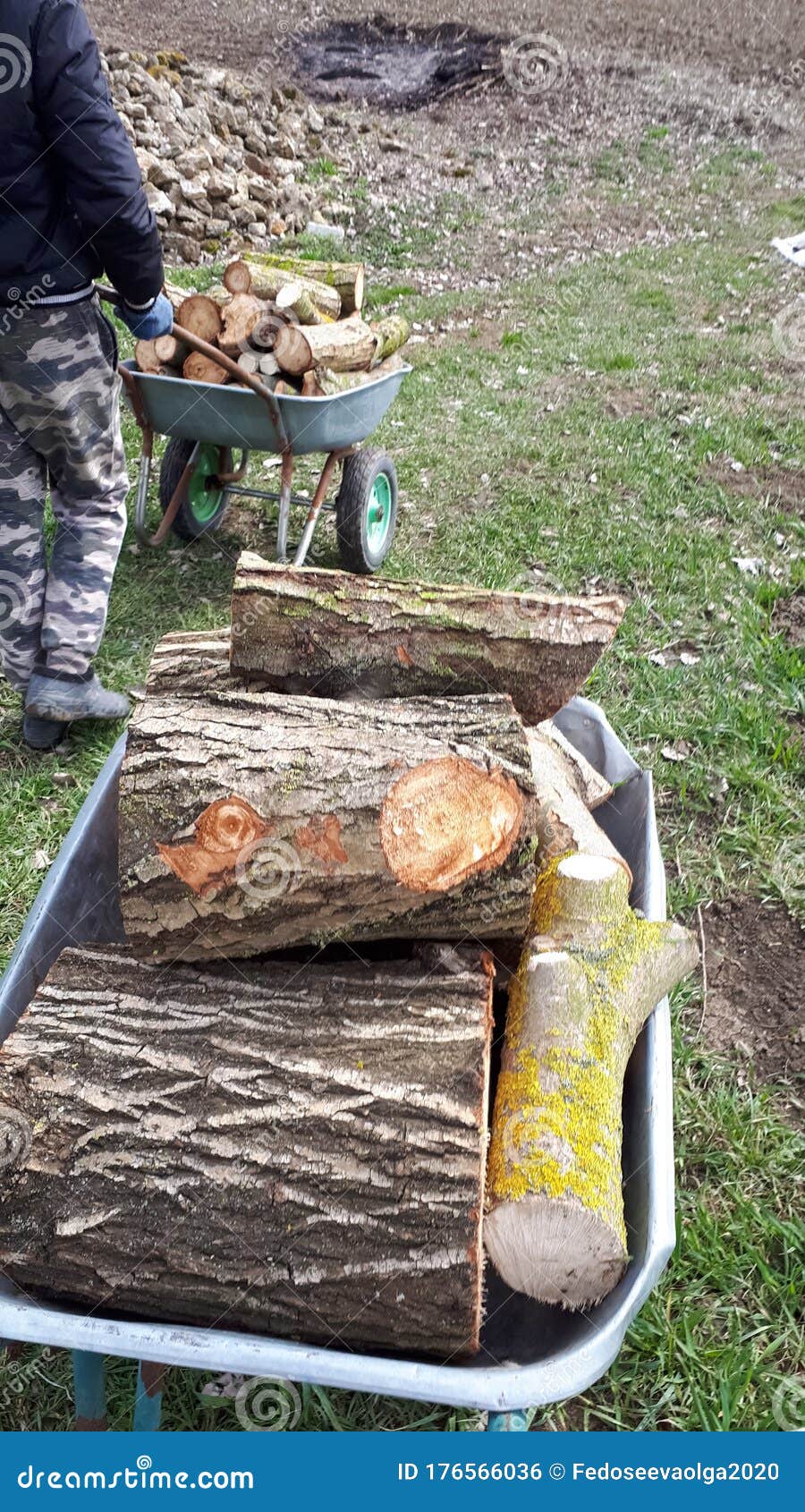 Sawed Wood in Trolley. Carrying Firewood Stock Photo - Image of rural ...