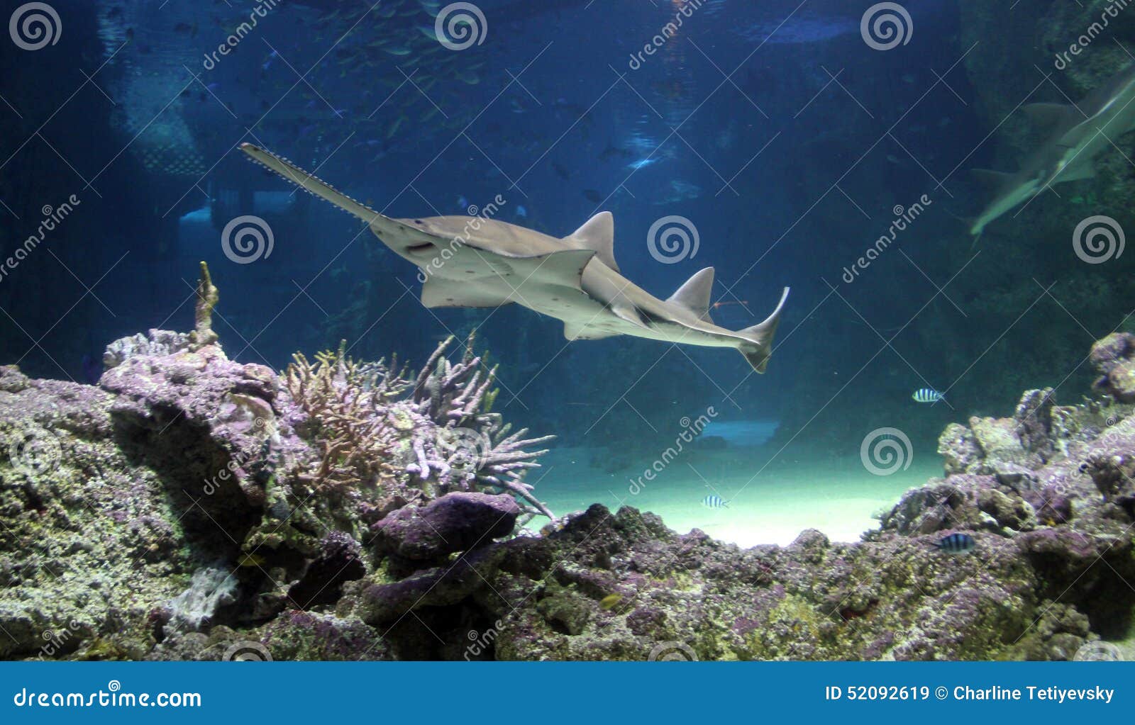 Sawfish Australia Stock Photos - Free & Royalty-Free Stock Photos from ...