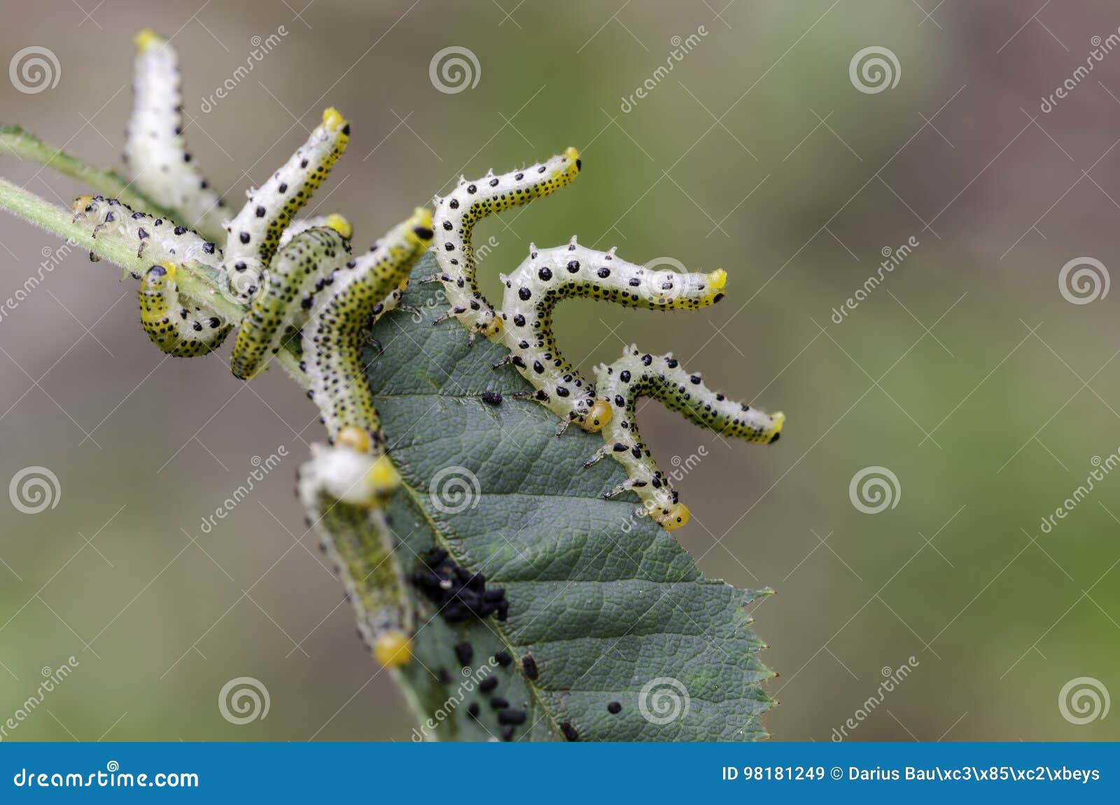 Sawflies imagen de archivo. Imagen de oruga, fauna, amarillo - 98181249
