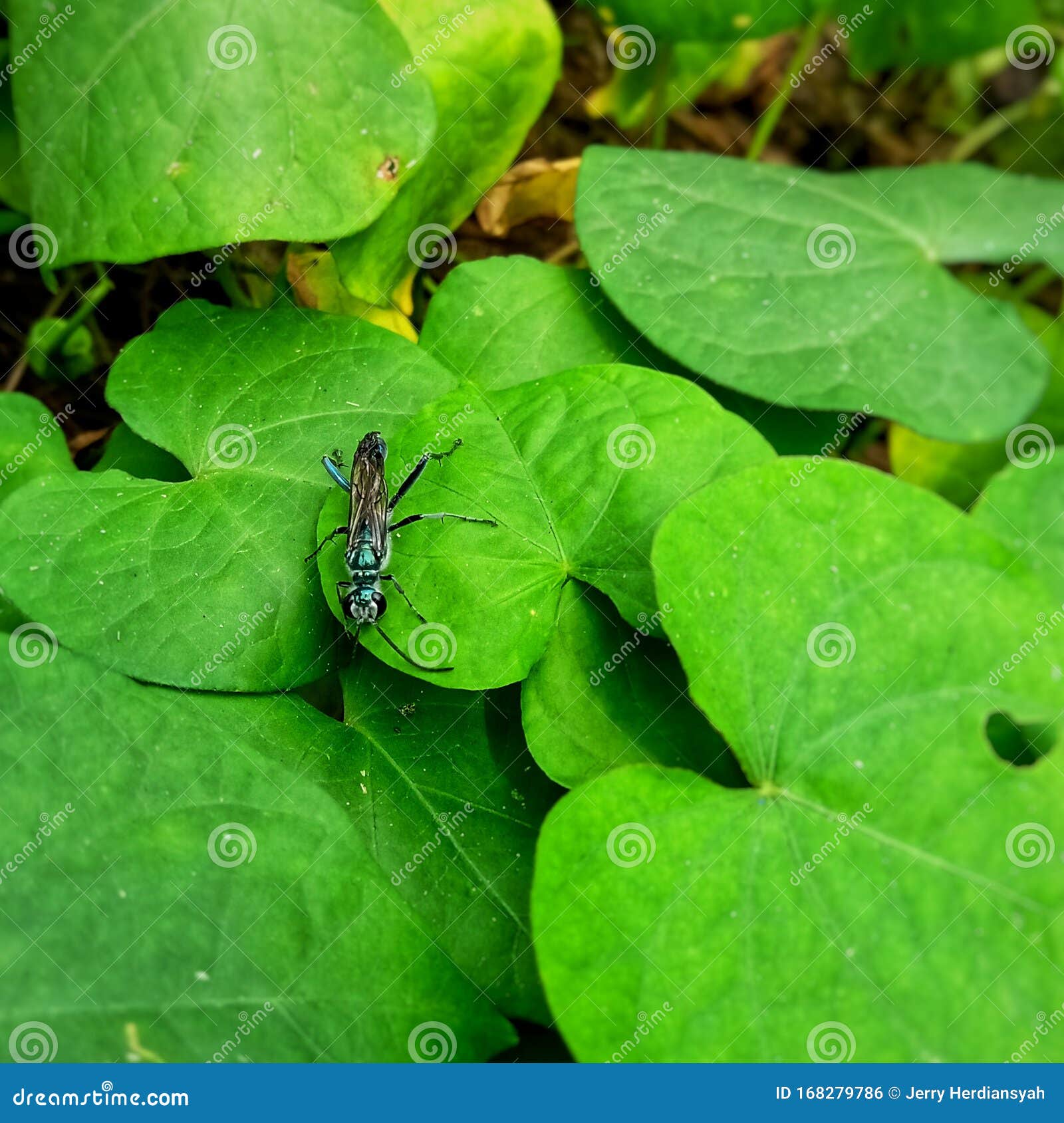 Sawfly stock photo. Image of garden, insect, blue, sawfly - 168279786