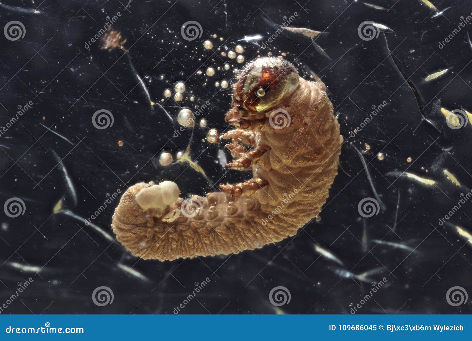 Sawfly grub stock image. Image of clear, symphyta, fossilized - 109686045