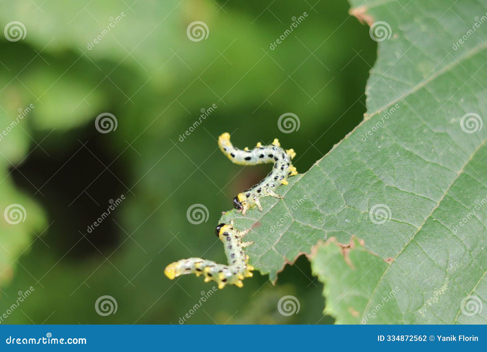 Sawfly Larvae In Defensive Posture Eating The Edge Of A Hazel Leaf ...
